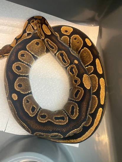 Mandarin Ball Python by Tofauti Royals of Africa