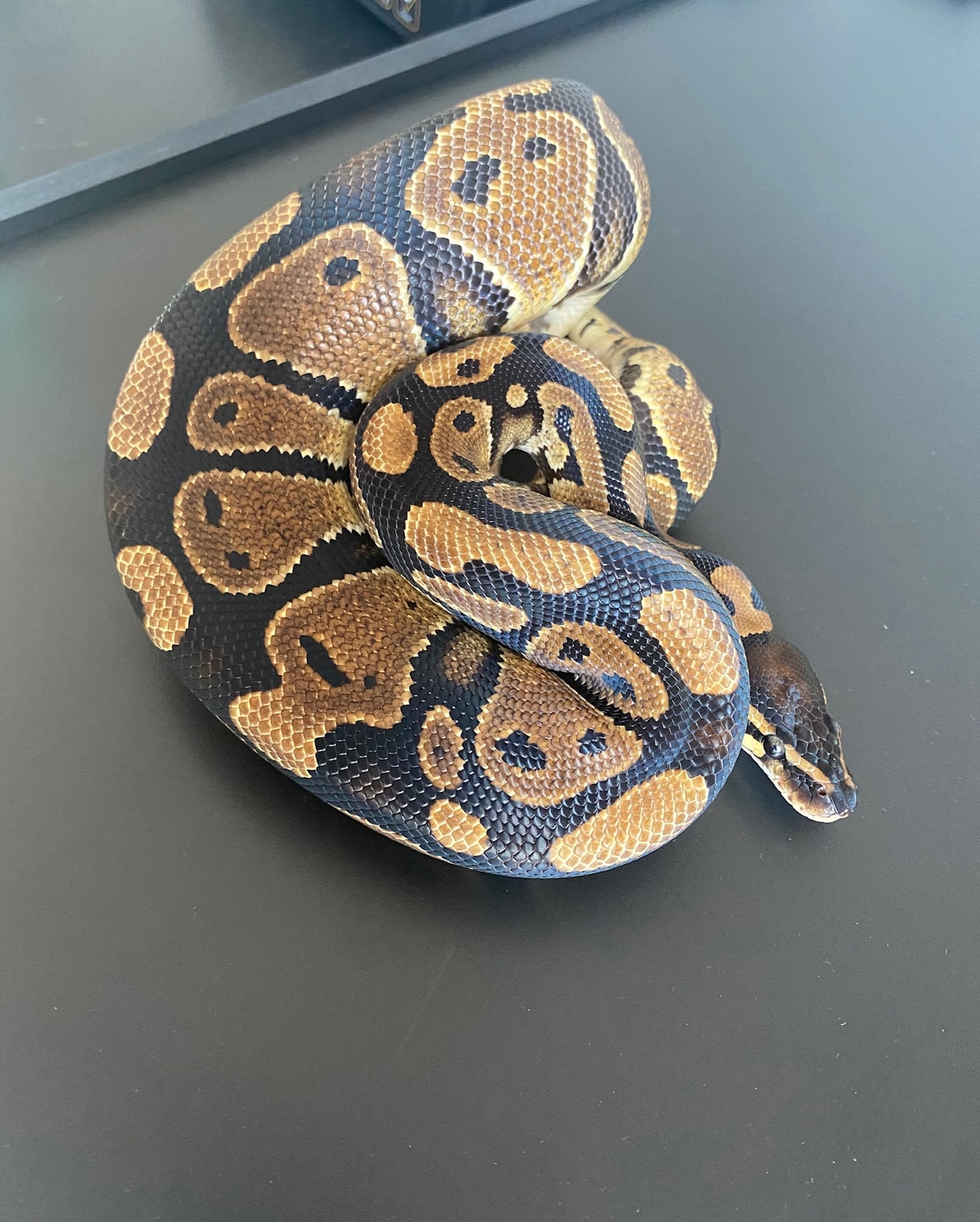 Mandarin 100% Het Pied Ball Python by Tofauti Royals of Africa ...