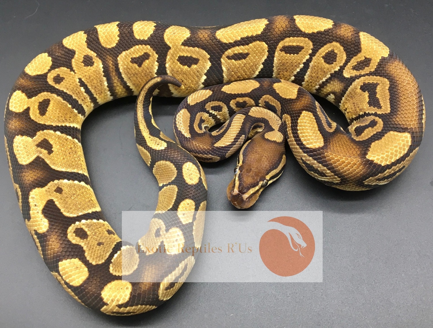 Trojan Ball Python by Tofauti Royals of Africa - MorphMarket
