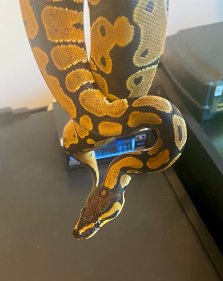 Mandarin Ball Python by Tofauti Royals of Africa