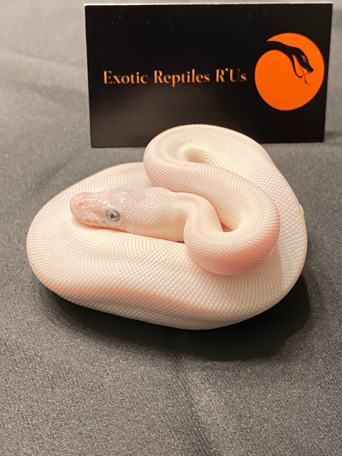 BEL’ Blue Eyed Lucy Ball Python by Tofauti Royals of Africa - MorphMarket