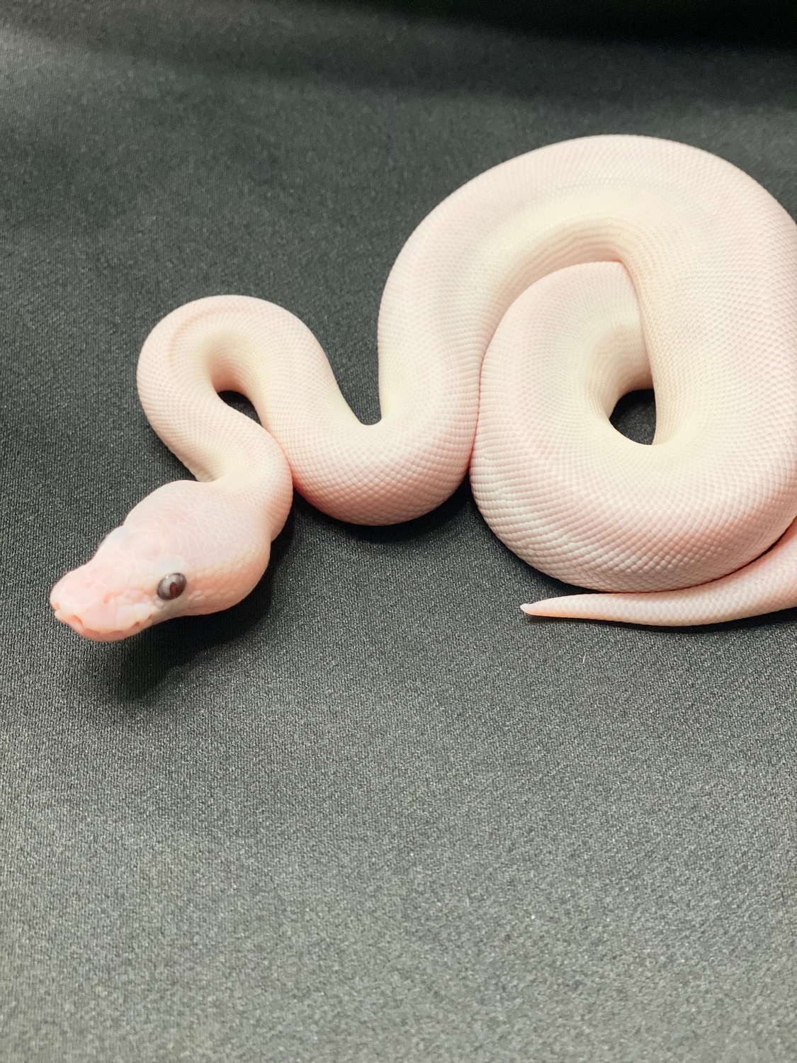 BEL’ Blue Eyed Lucy Ball Python by Tofauti Royals of Africa - MorphMarket