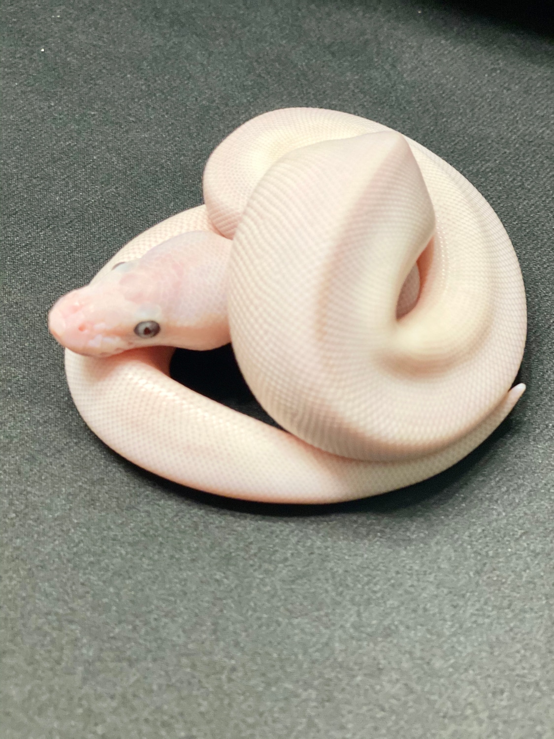 BEL’ Blue Eyed Lucy Ball Python by Tofauti Royals of Africa - MorphMarket
