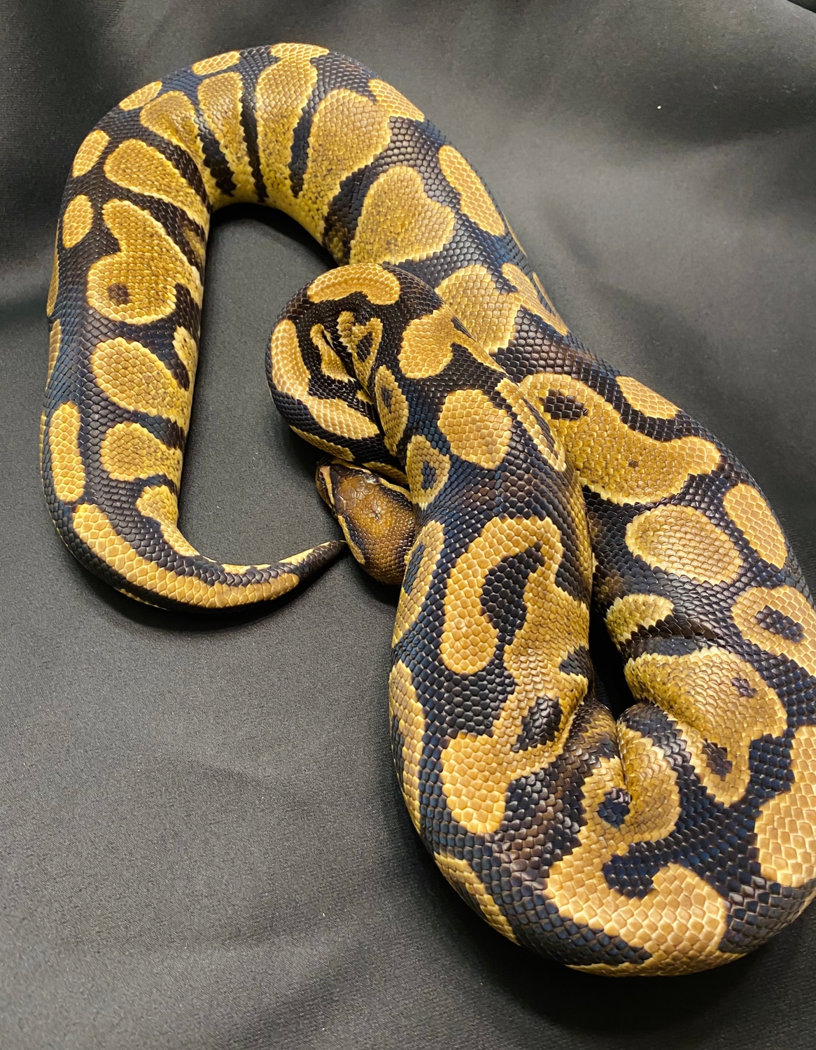 Asphalt Or Yellow Belly Ball Python by Tofauti Royals of Africa ...