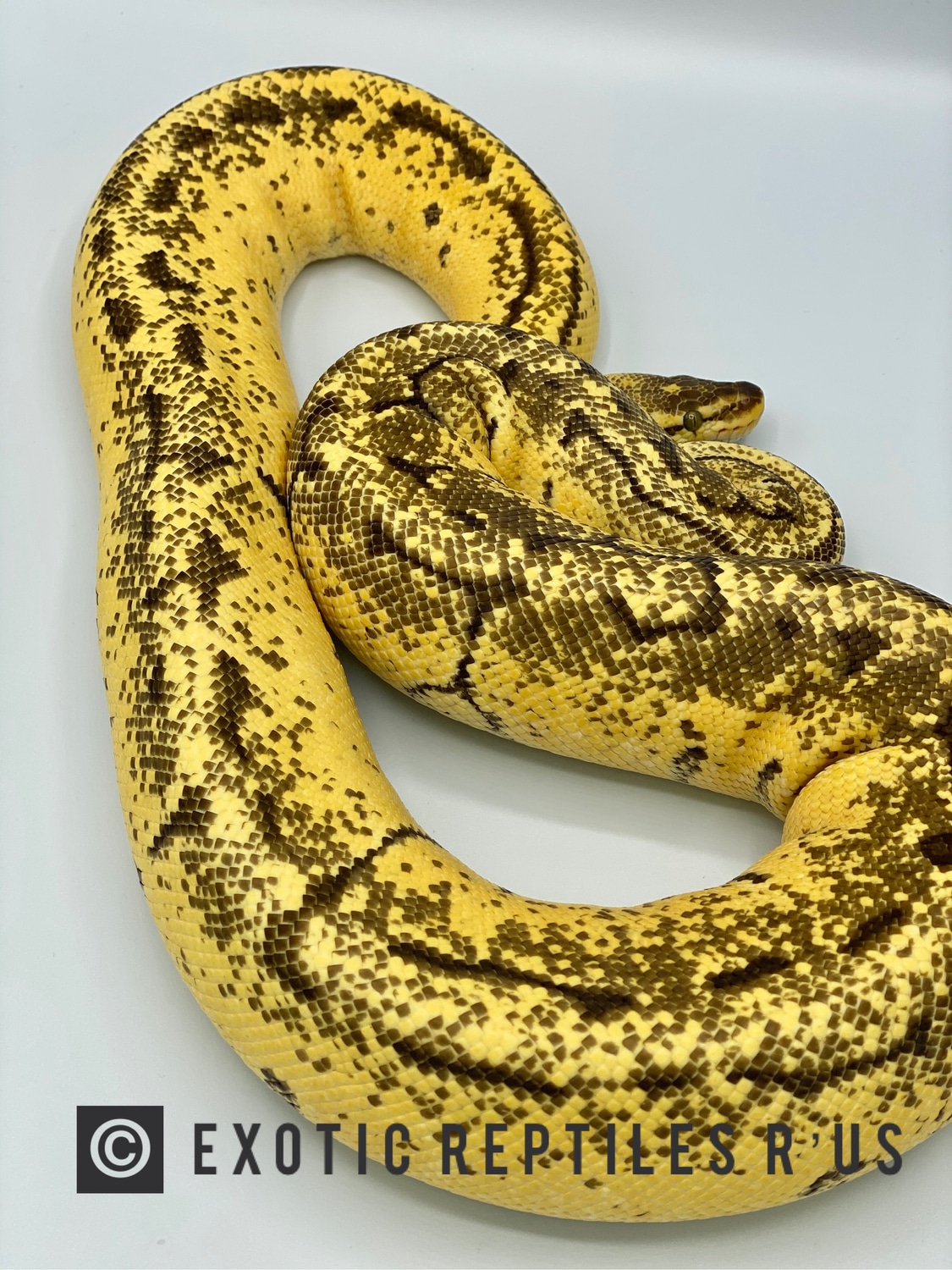 *Proven Breeder* Enchi Orange Dream Pinstripe Pastel Ball Python by ...