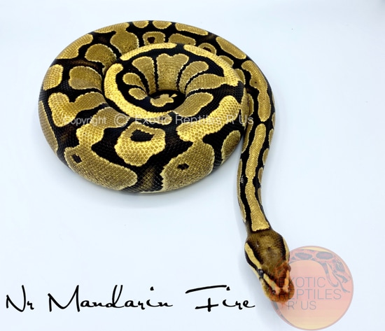 Nr Mandarin Fire Ball Python by Tofauti Royals of Africa