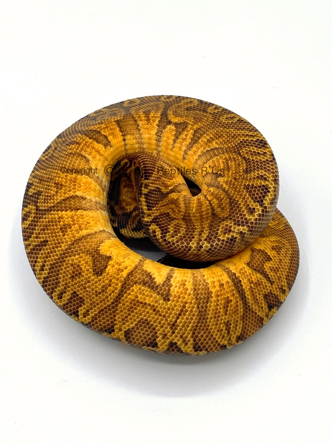 Sunset Pastel Ball Python by Tofauti Royals of Africa - MorphMarket