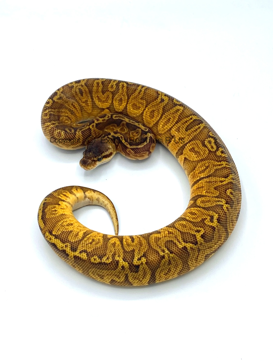 Sunset Pastel Ball Python by Tofauti Royals of Africa - MorphMarket