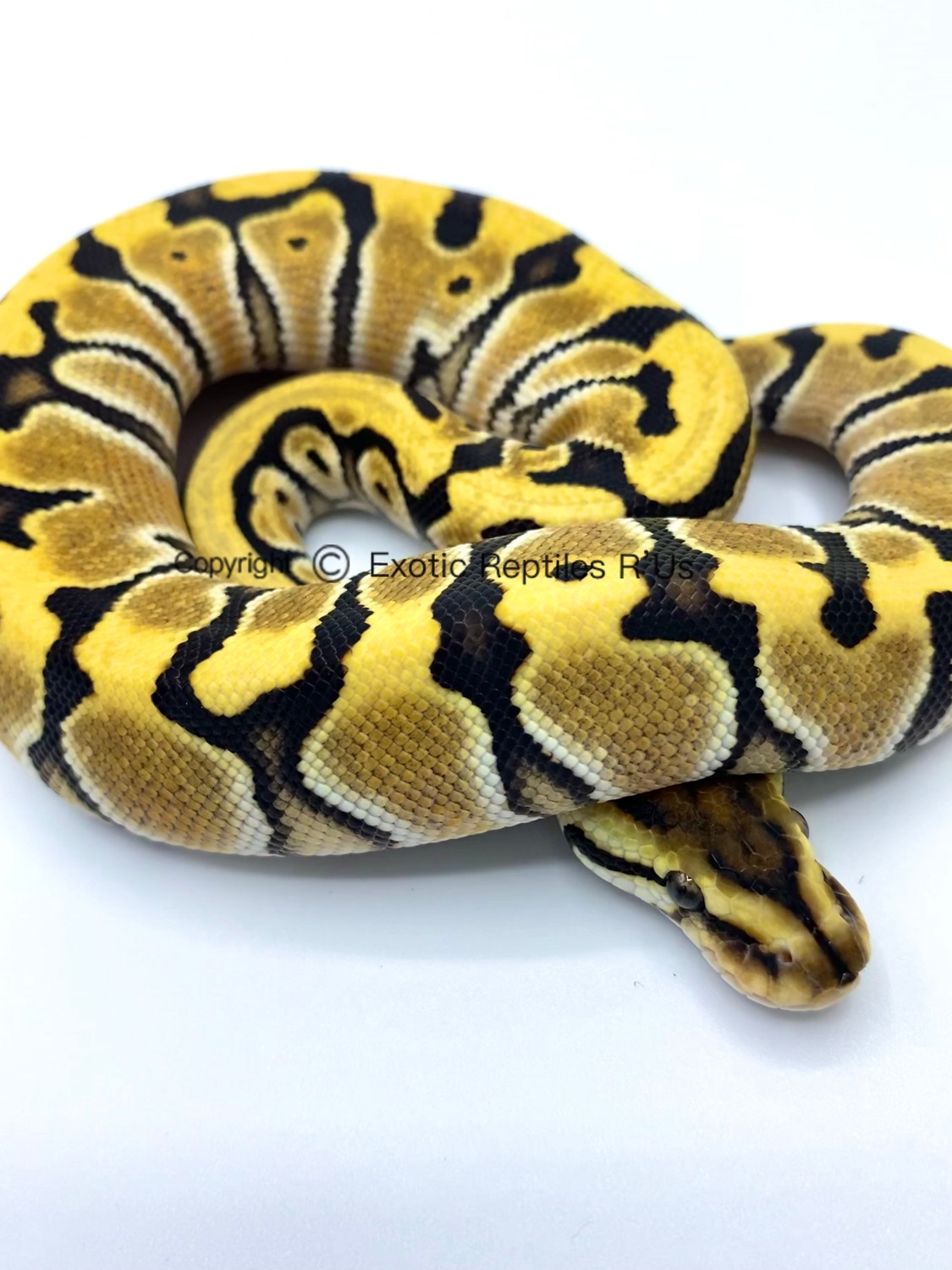 Hidden Gene Woma Desert Ghost Ball Python by Tofauti Royals of Africa ...