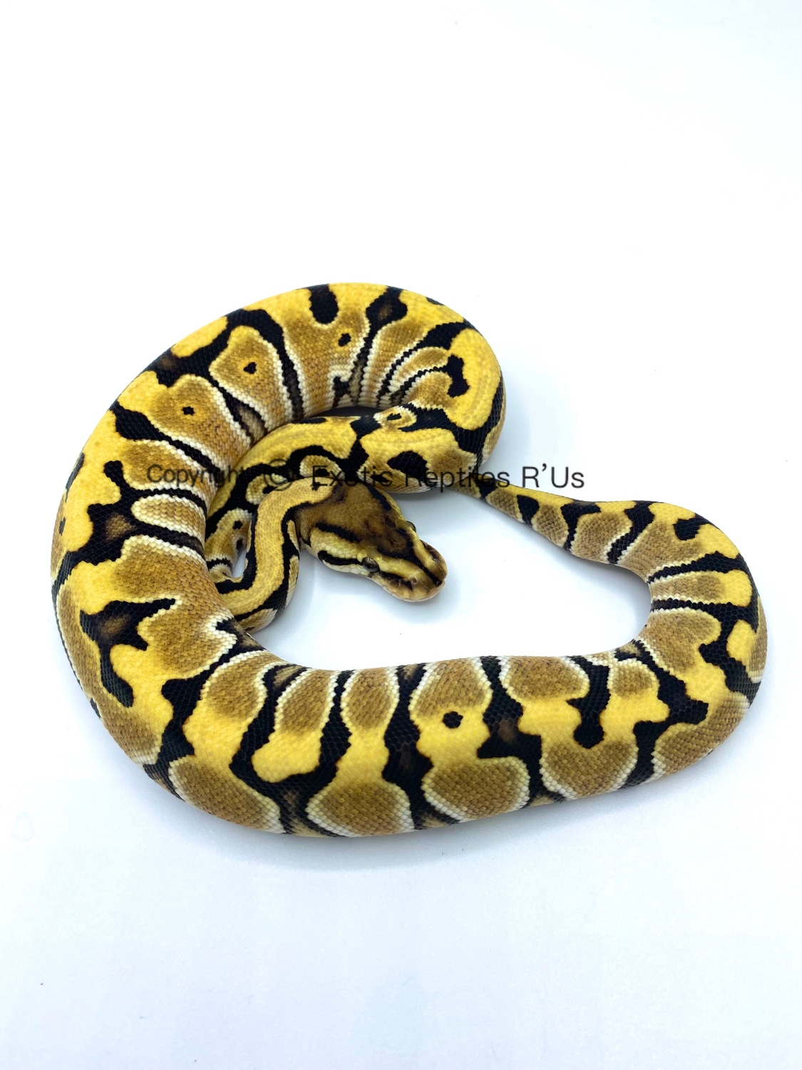Hidden Gene Woma Desert Ghost Ball Python by Tofauti Royals of Africa ...