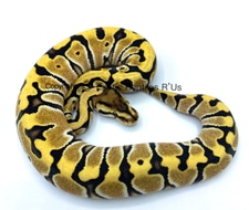 Hidden Gene Woma Desert Ghost Ball Python by Tofauti Royals of Africa ...