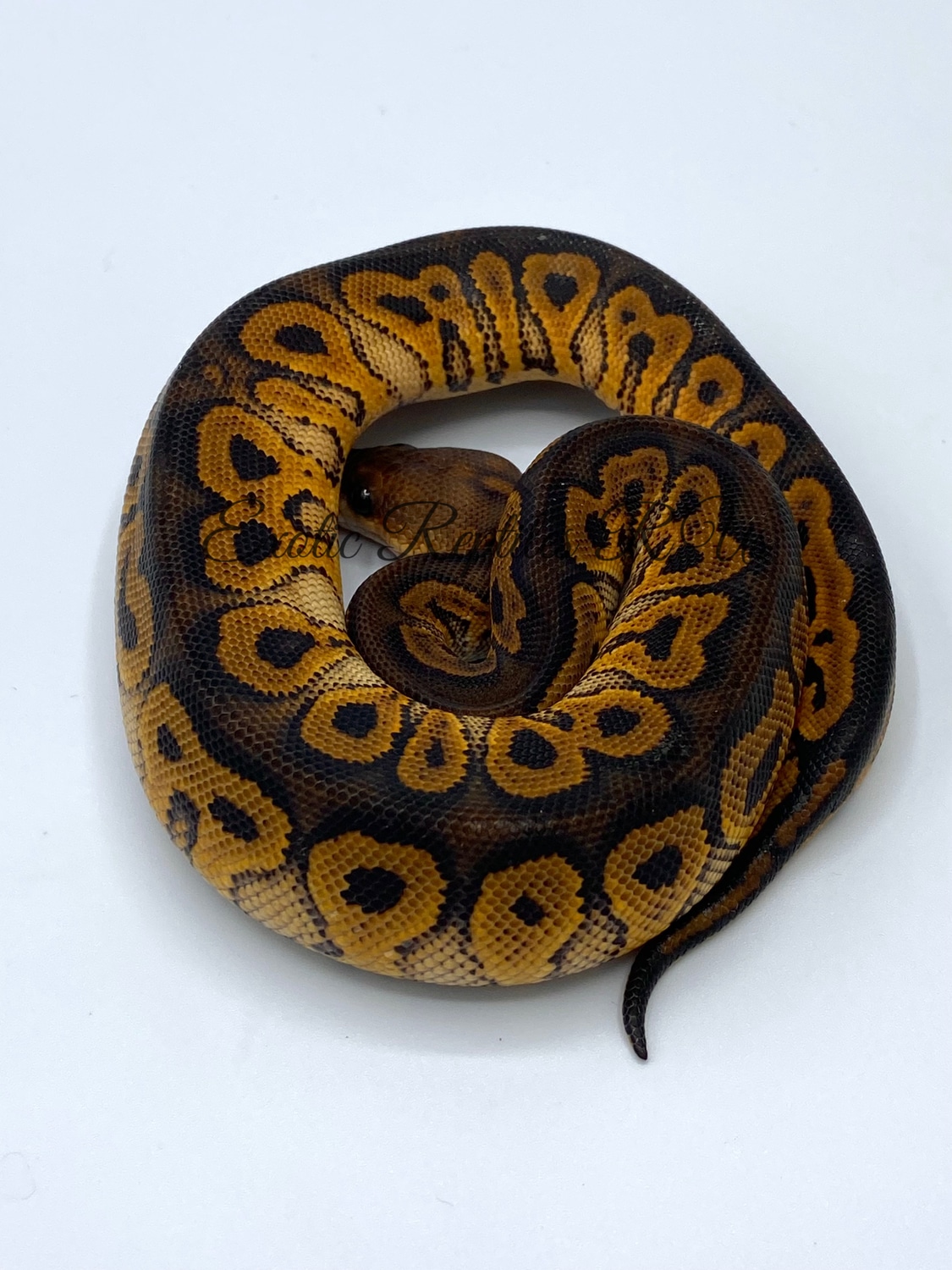 Nr Mandarin Black Pastel Yellow Belly Clown Ball Python by Tofauti ...