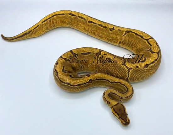 Nr Mandarin Enchi Pinstripe Ball Python by Tofauti Royals of Africa