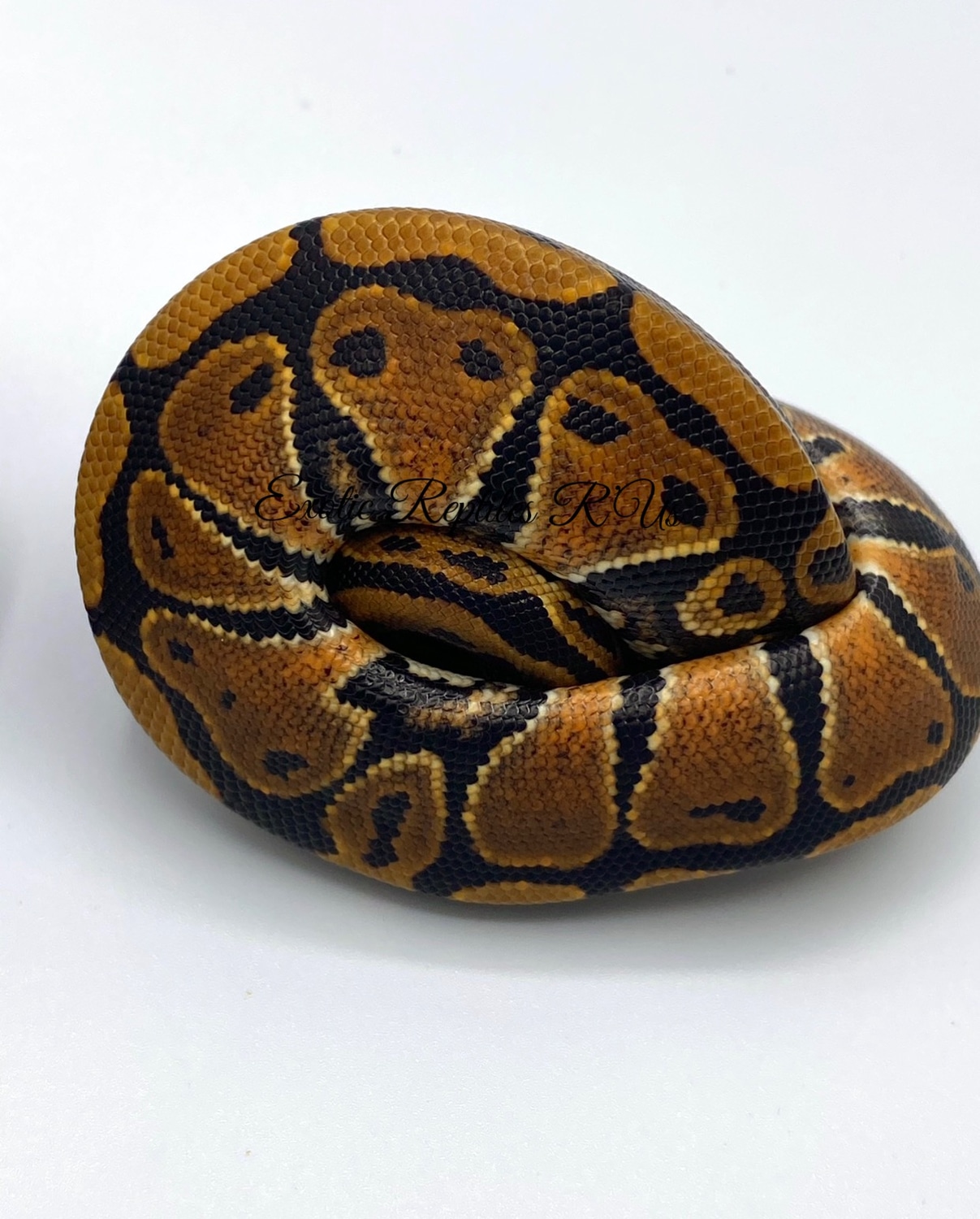 Nr Mandarin 100% Het Clown 100% Het Ghost Ball Python by Tofauti Royals ...