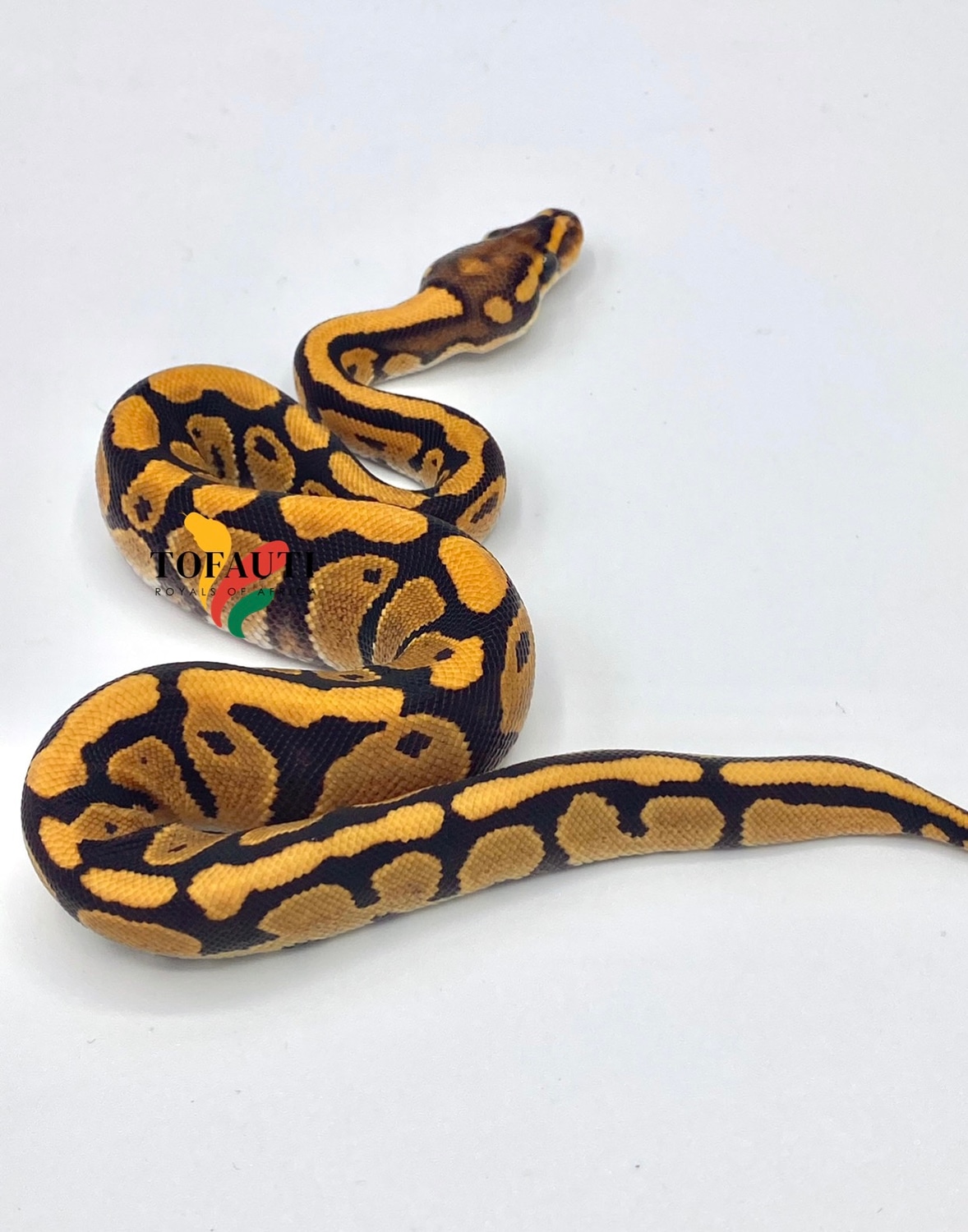 Nr Mandarin Fire 100% Het Clown 100% Het Ghost Ball Python by Tofauti ...