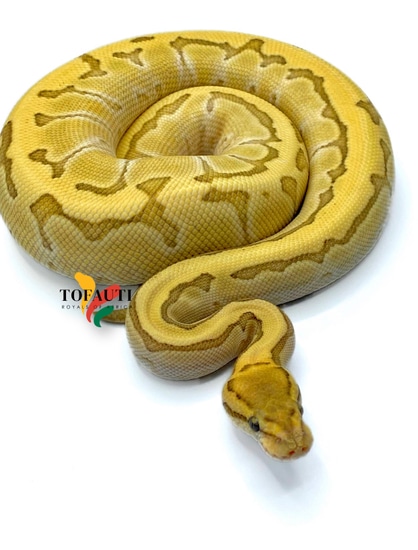 Desert Ghost Butter Pinstripe Ball Python by Tofauti Royals of Africa