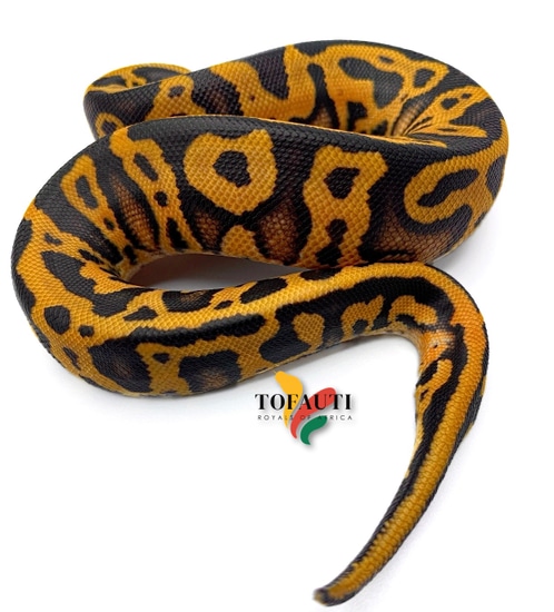 Nr Mandarin Leopard Pastel 100% Het Clown 100% Het Hypo Ball Python by ...