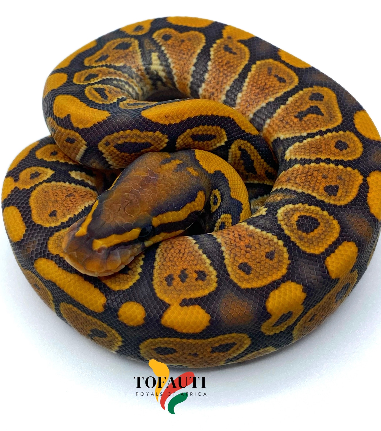 Nr Mandarin Hypo Ball Python by Tofauti Royals of Africa - MorphMarket