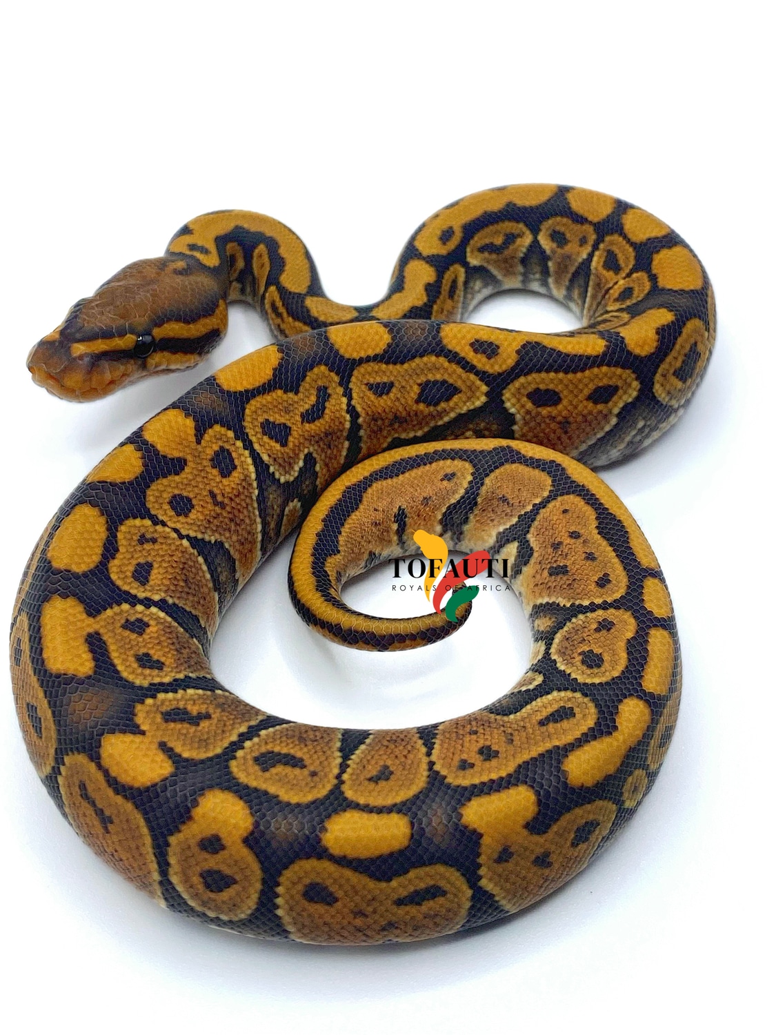 Nr Mandarin Hypo Ball Python by Tofauti Royals of Africa - MorphMarket