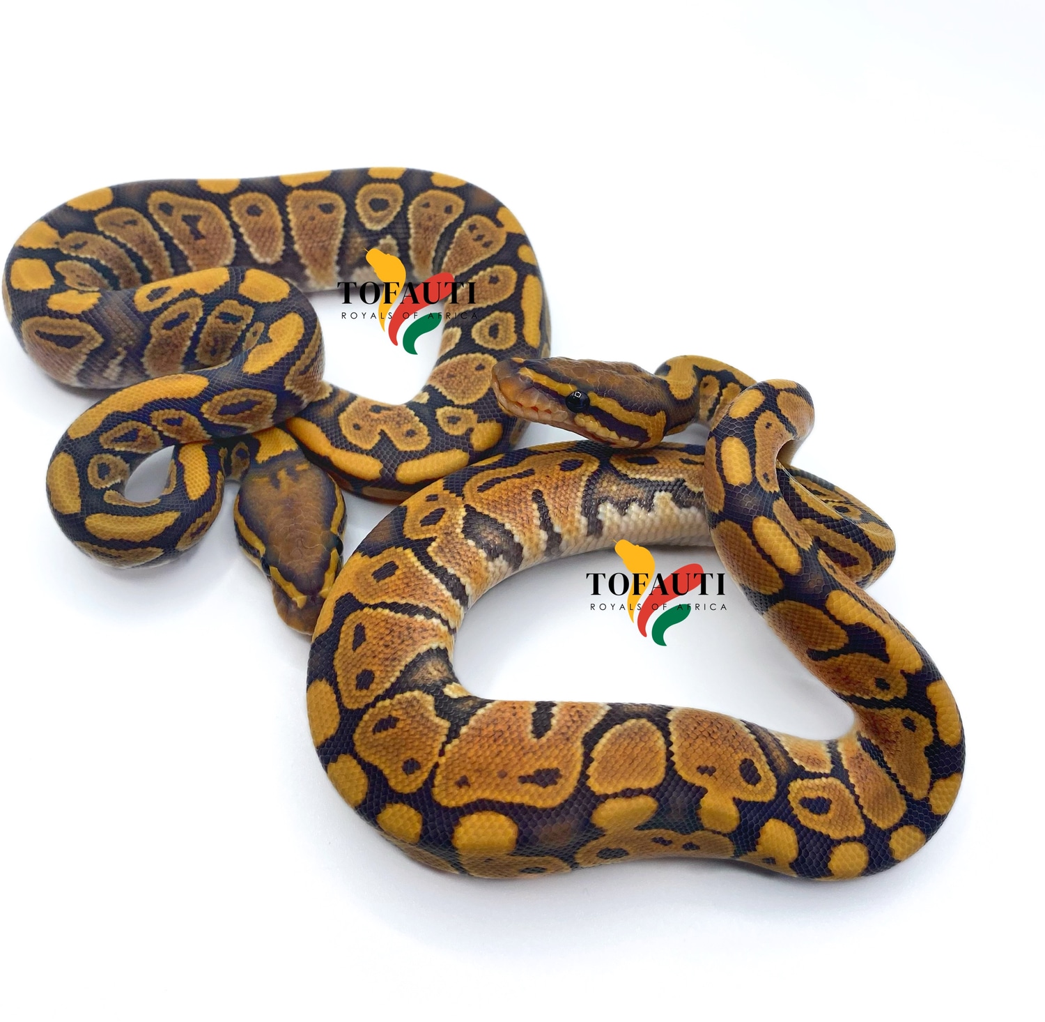 1.1 Nr Mandarin Hypo ( *Super Nr Mandarin Hypo PAIR) Ball Python by ...