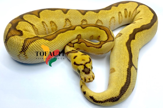 Russo Spotnose Enchi Clown Ball Python by Tofauti Royals of Africa