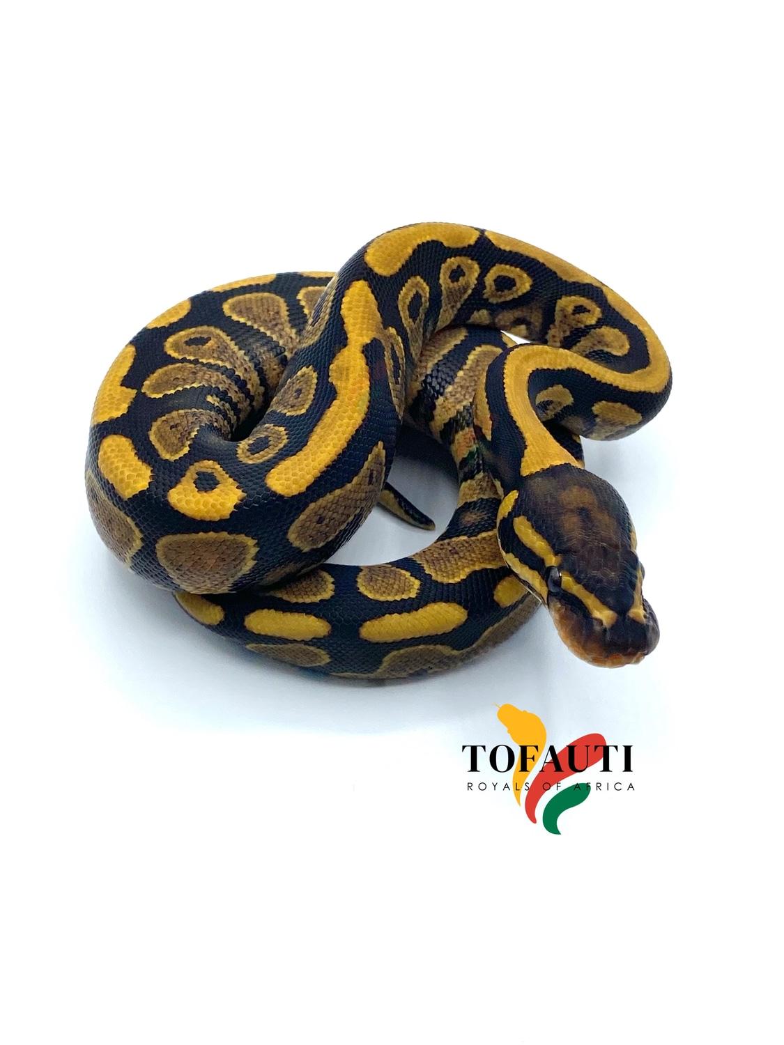 NR Mandarin 100% Het Desert Ghost (Sahara) 100% Het Hypo Ball Python by ...