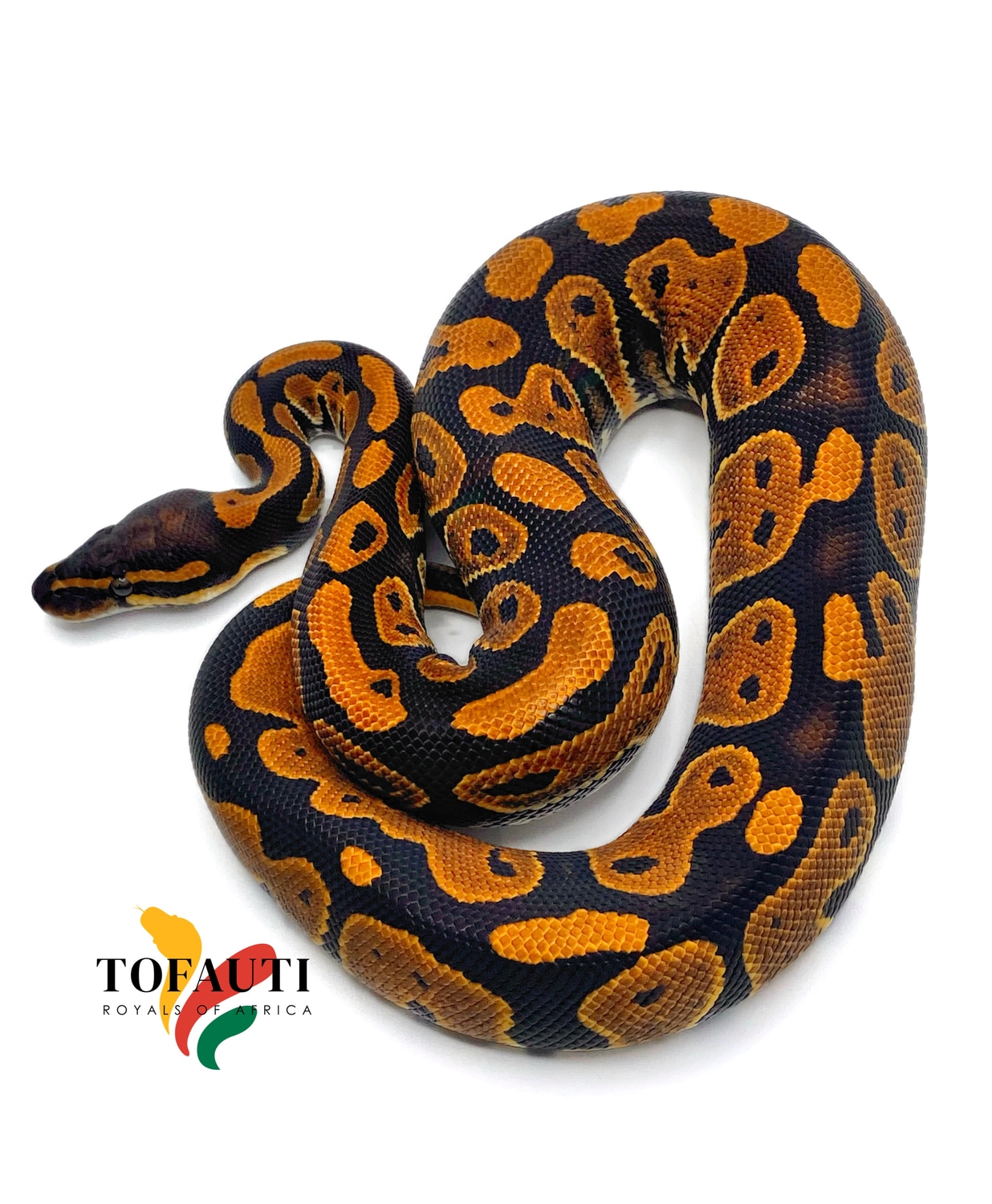 Nr Mandarin 100% Het Hypo Ball Python by Tofauti Royals of Africa ...