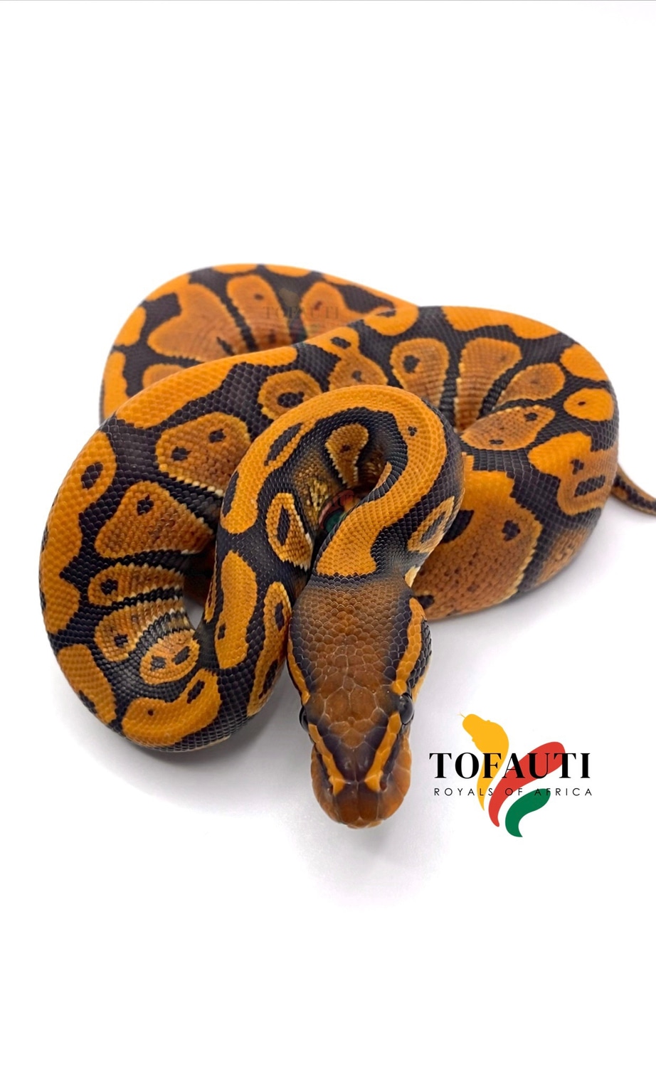 Super NR Mandarin Hypo Ball Python by Tofauti Royals of Africa ...