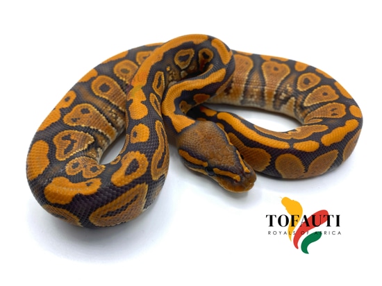Super NR Mandarin 100% Het Hypo Ball Python by Tofauti Royals of Africa