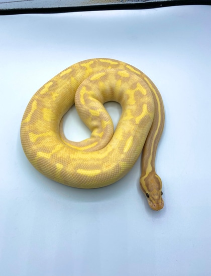 Orange Dream Enchi Banana Freeway *Female Maker Ball Python by Tofauti ...