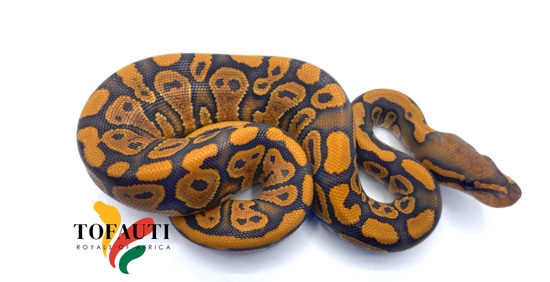 Super NR Mandarin 100% Het Hypo Ball Python by Tofauti Royals of Africa