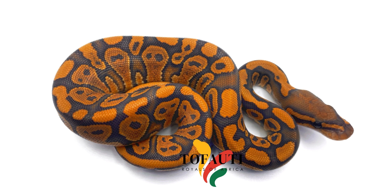 0.1 Super NR Mandarin 100% Het Hypo Ball Python by Tofauti Royals of ...