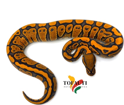 NR Mandarin 100% Het Hypo Ball Python by Tofauti Royals of Africa ...