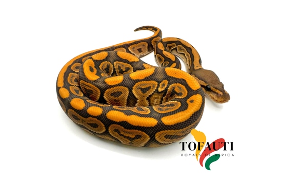 1.0 NR Mandarin Black Pastel Hypo Ball Python by Tofauti Royals of Africa