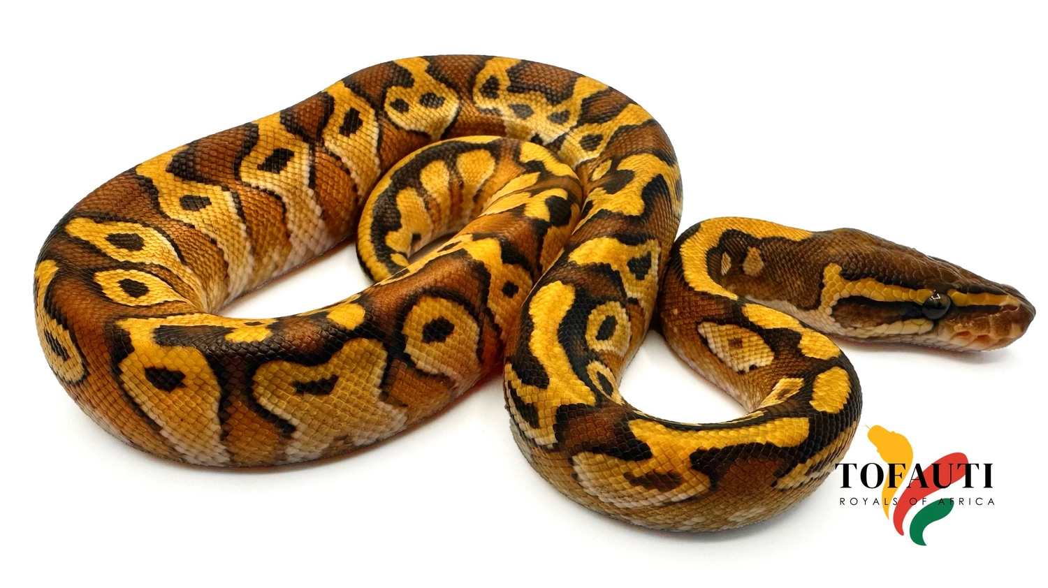 Orange Dream Enchi Yellow Belly Mojave 100% Het Monsoon Ball Python by ...