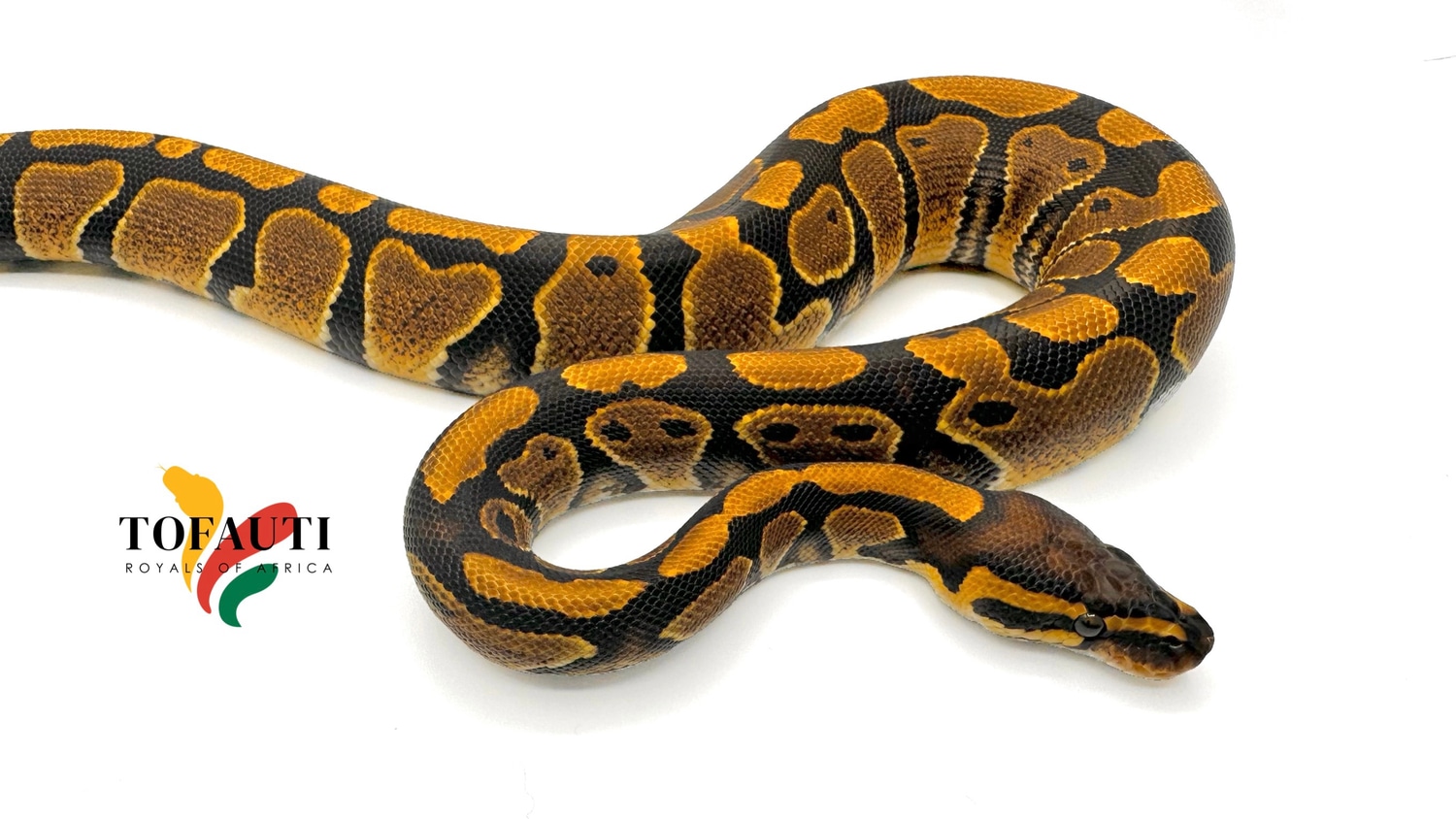 NR Mandarin 100% Het Hypo Ball Python by Tofauti Royals of Africa ...