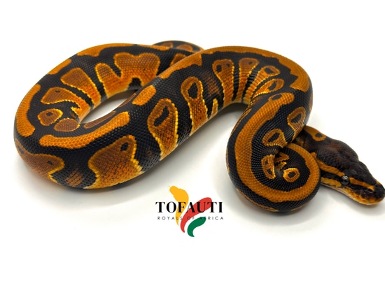 NR Mandarin 100% Het Clown 100% Het Hypo 100% Het Pied Ball Python by ...