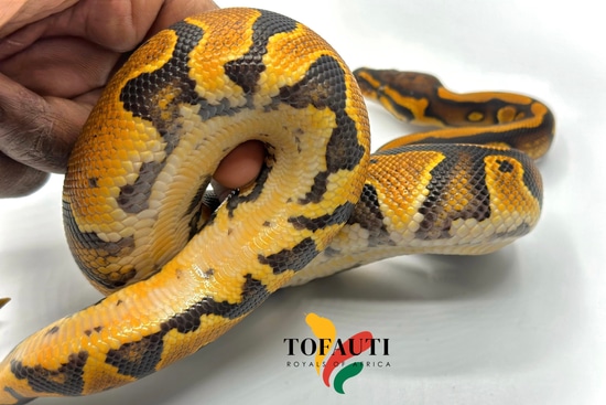 NR Mandarin 100% Het Clown 100% Het Hypo 100% Het Pied Ball Python by ...