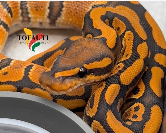 Super NR Mandarin Hypo Ball Python by Tofauti Royals of Africa