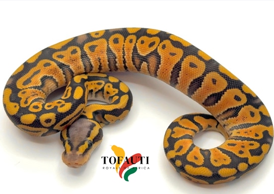 NR Mandarin Pastel Hypo 100% Het Clown Ball Python by Tofauti Royals of ...