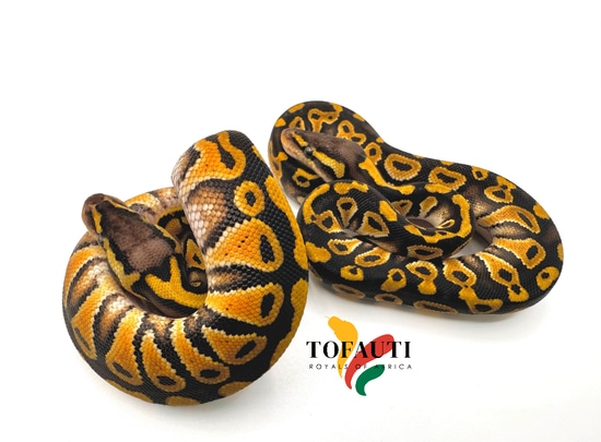 NR Mandarin Chocolate Pastel 100% Het Clown 100% Het Hypo Ball Python ...