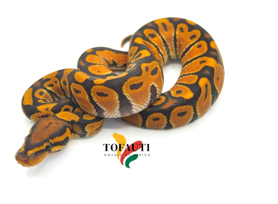 NR Mandarin Orange Dream Hypo (OGL) Ball Python by Tofauti Royals of Africa