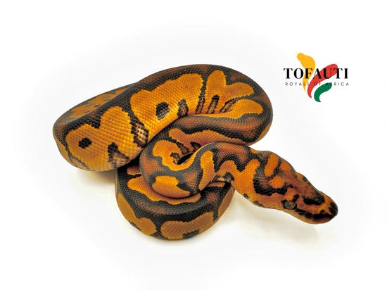 NR Mandarin Clown 100% Het Hypo Ball Python by Tofauti Royals of Africa