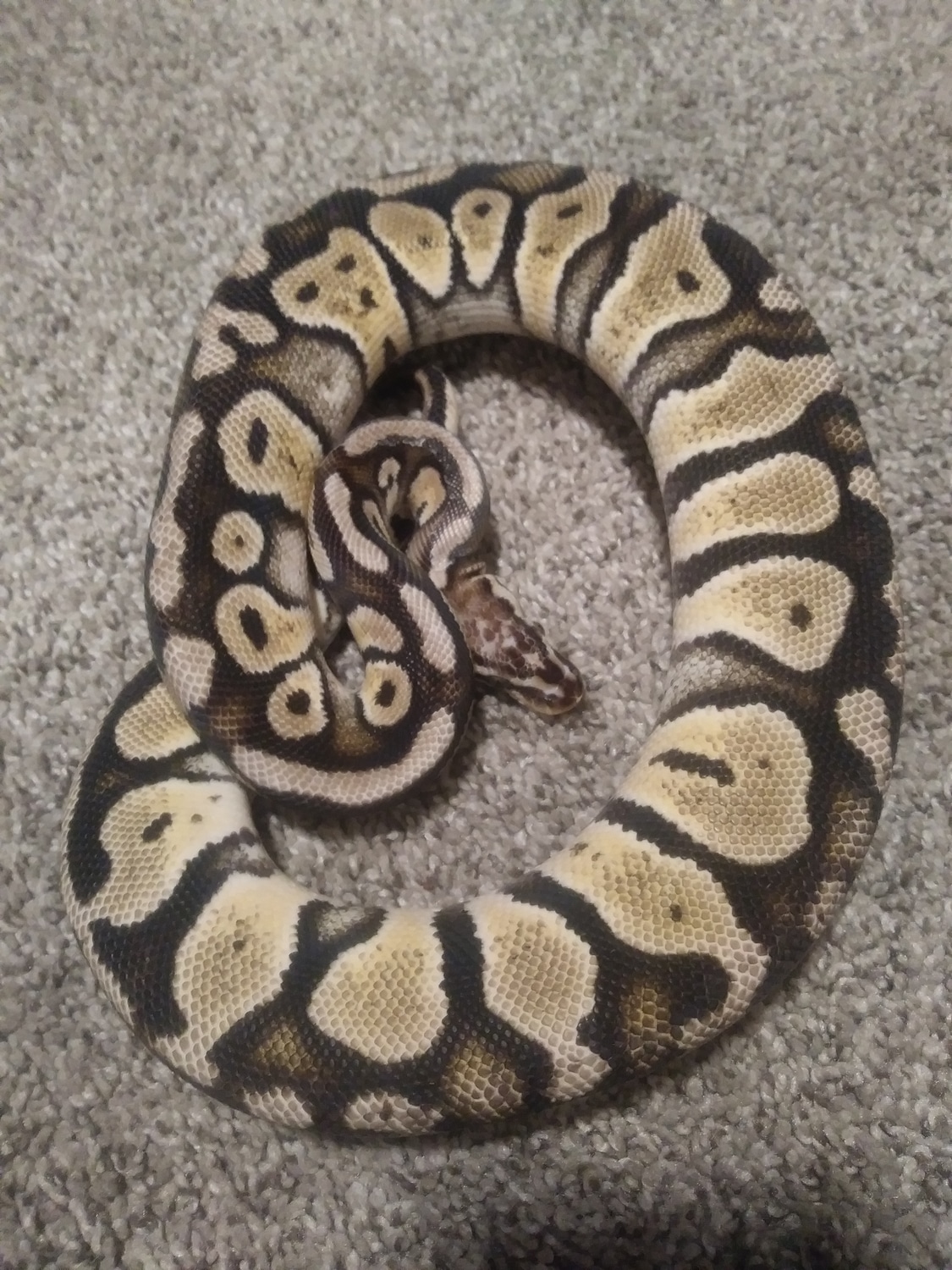 Pastel Scaleless Head Het Desert Ghost Ball Python by Exotic Reptiles ...