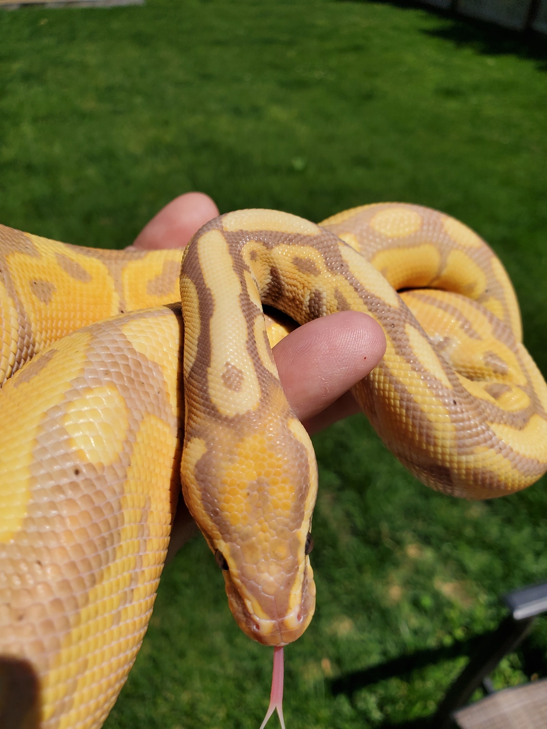 Banana Special Ball Python by Dairyland Exotics - MorphMarket