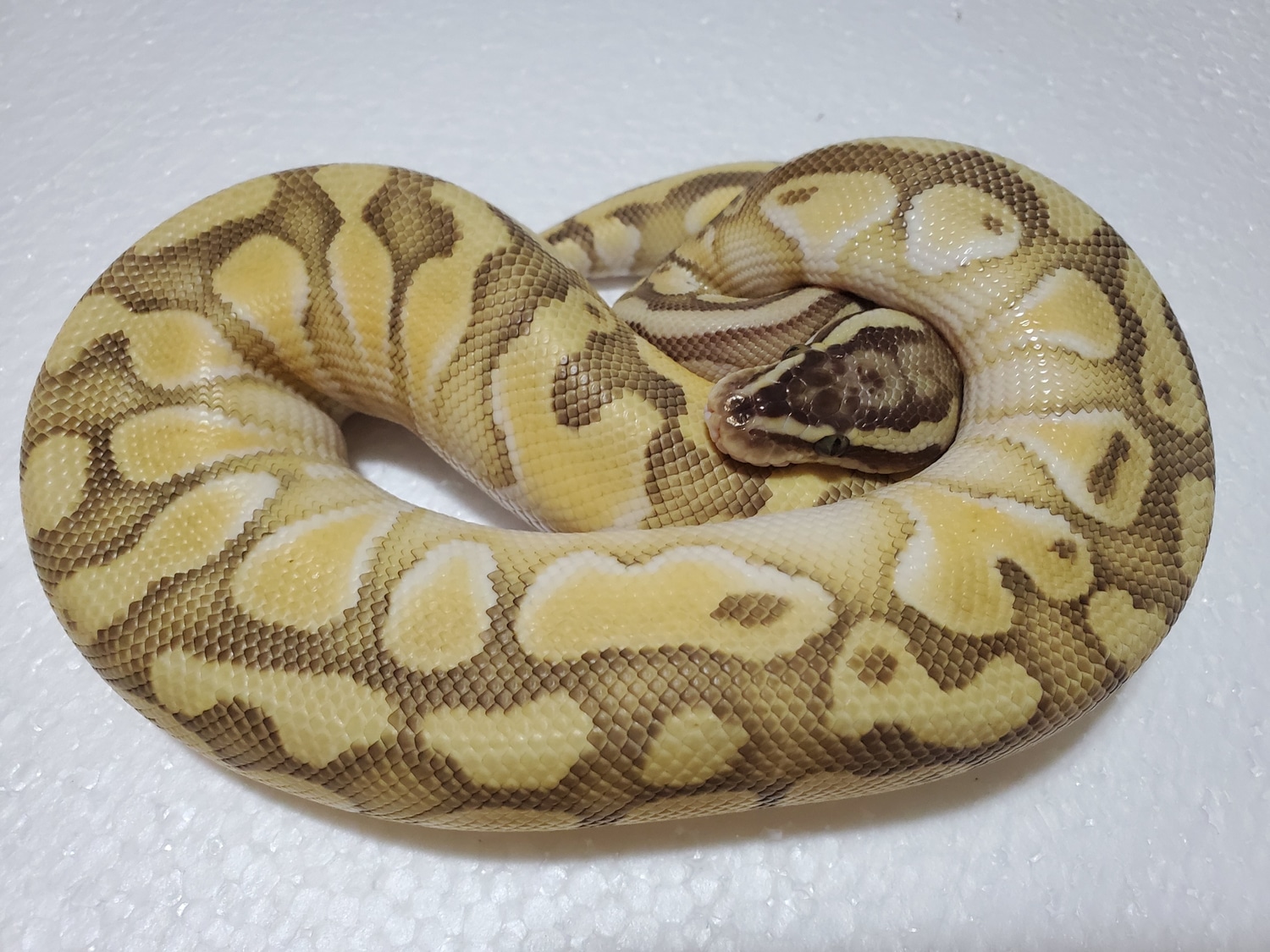 Pastel Lesser Enchi DBL Het Hypo Clown Ball Python by Dairyland Exotics ...