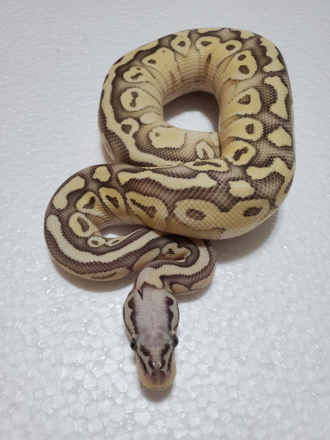 Super Pastel Lesser Vanilla Het Clown Ball Python by Dairyland Exotics ...