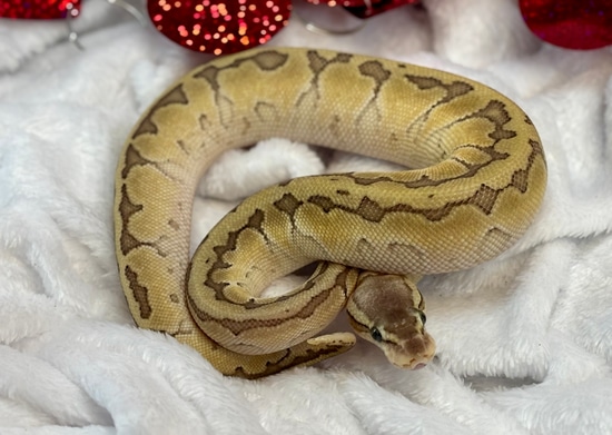 Pastel Lesser Enchi Pinstripe Ball Python by Exotics By Witchy