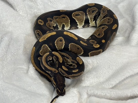 Blackhead Ball Python by Exotics By Witchy