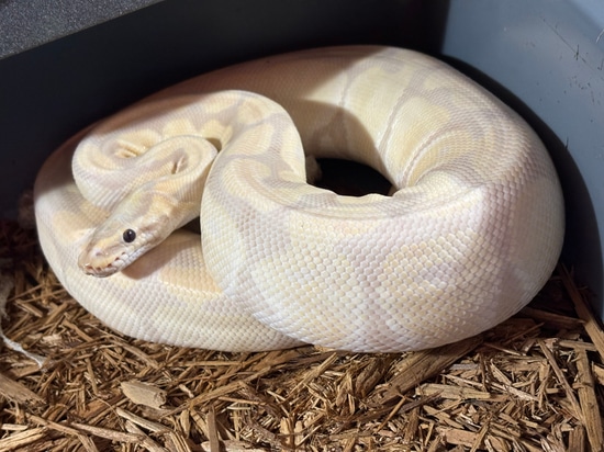 Female Lavender Ball Python - Proven by Exotics By Witchy